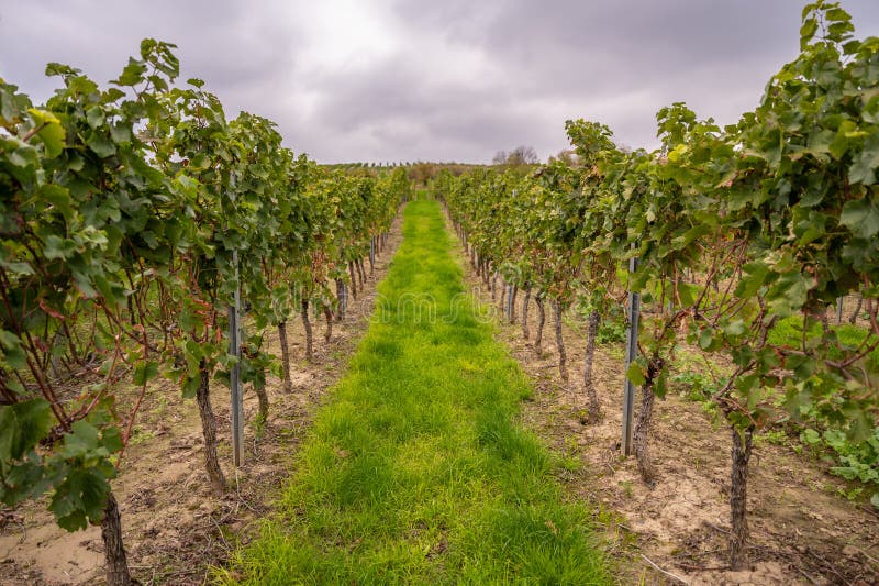 Vine Plants in a Row on a Vineyard after Harvest in September, View ...