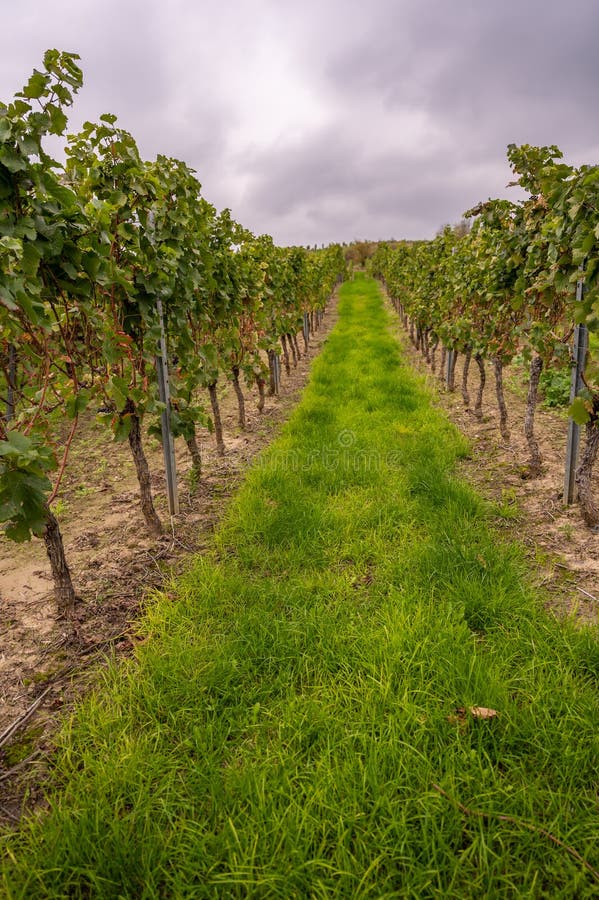Vine Plants in a Row on a Vineyard after Harvest in September, View ...