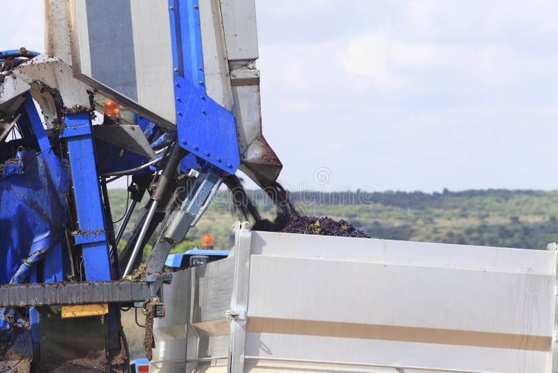 Vine production stock photo. Image of horizontal, spain - 34300340