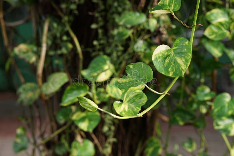 The Vine that Protrudes on the Tree Stock Image - Image of vine, green ...