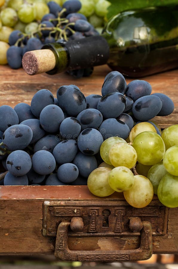 Vine ripe grapes stock photo. Image of yield, grape, plant - 44262746