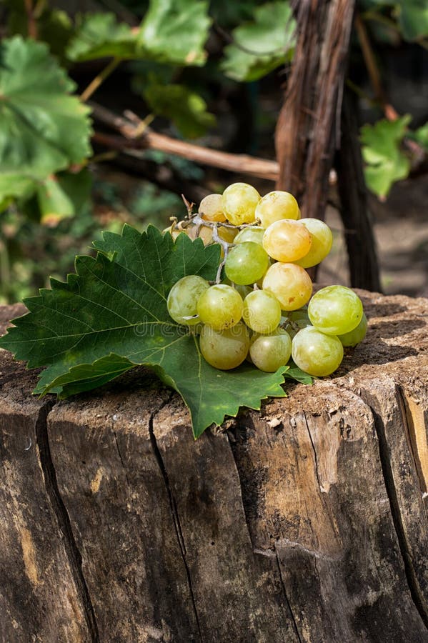 Vine ripe grapes stock photo. Image of grapes, seasonal - 44262750