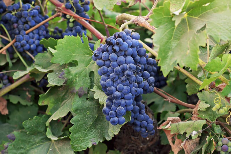 Vine and ripe grapes stock image. Image of black, leaves - 43901003
