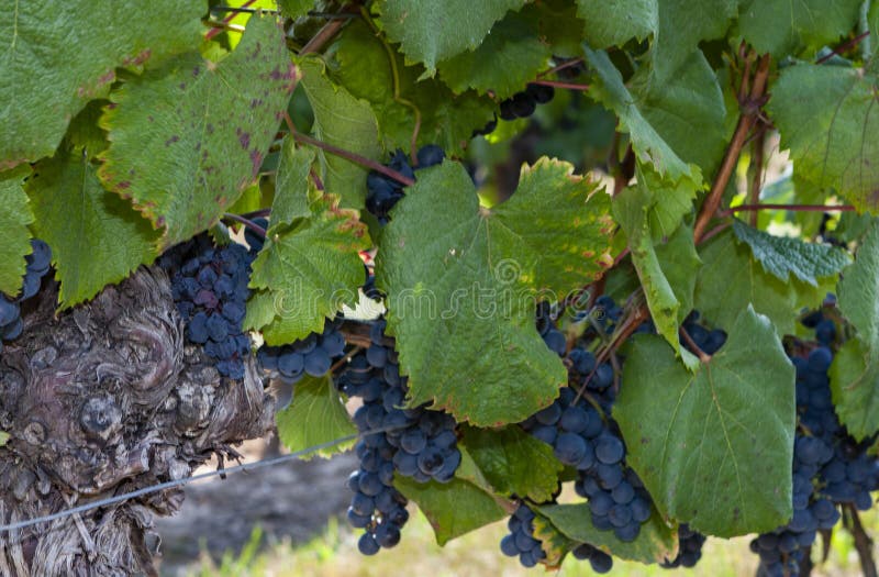 Vine with ripe grapes stock image. Image of mosel, landscape - 221836795