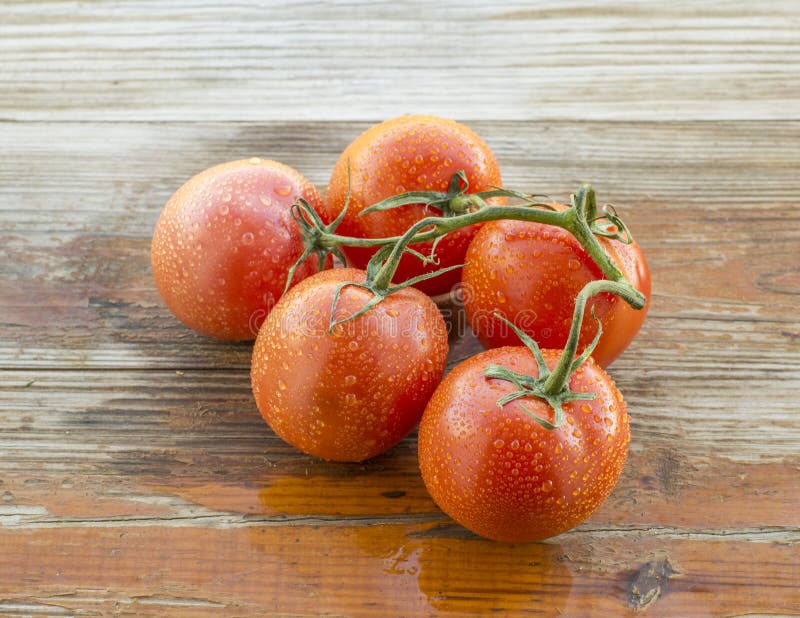 Vine Ripe Tomato stock image. Image of green, isolated - 2110917