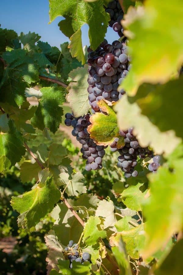 Vine ripened grapes stock photo. Image of shot, tasting - 338229990