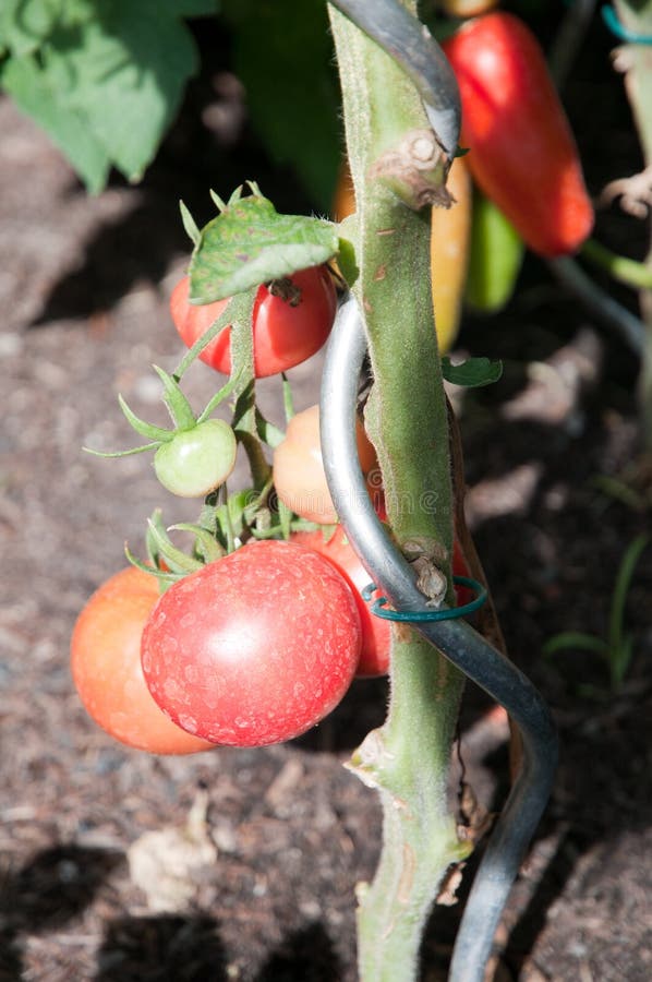 Ripened Tomatoes On The Vine Stock Image - Image of tasty, food: 31972845