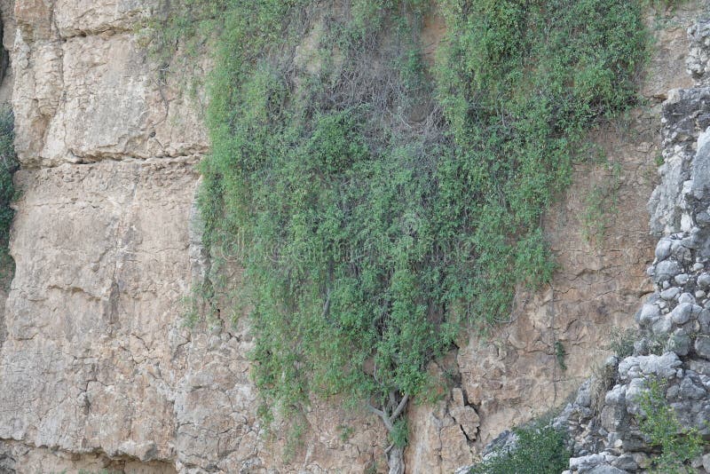 Vine on Rock Wall of House stock image. Image of white - 37737421