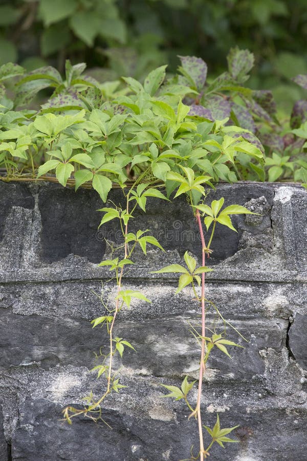 Vine on Rock Wall, Vines trailing on rock wall in