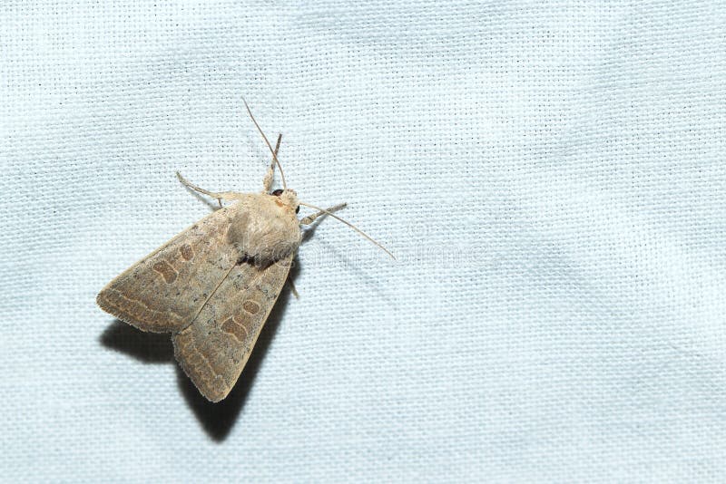 Vine rustic moth stock photo. Image of moth, hoplodrina - 256778854