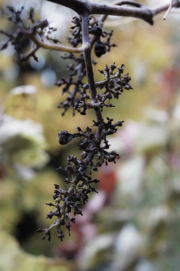 Vine shoot in autumn stock image. Image of gardens, grapes - 44068131