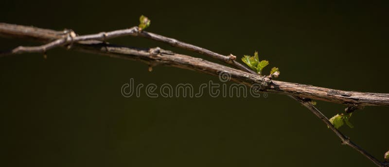 Vine Shoots Budding in Early Spring Stock Photo - Image of early ...