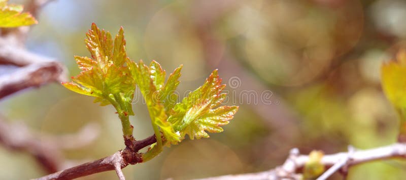 Vine Shoots, Sign of Spring on the Vines in a Vineyard Stock Photo ...