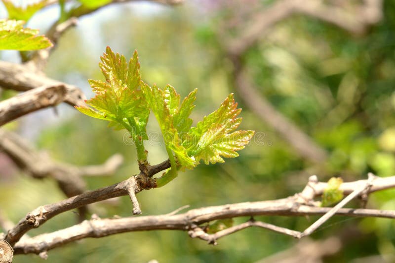 Vine Shoots, Sign of Spring on the Vines in a Vineyard Stock Photo ...
