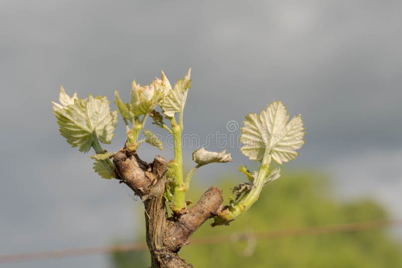 Vine shoots in spring stock photo. Image of nature, crop - 377827002
