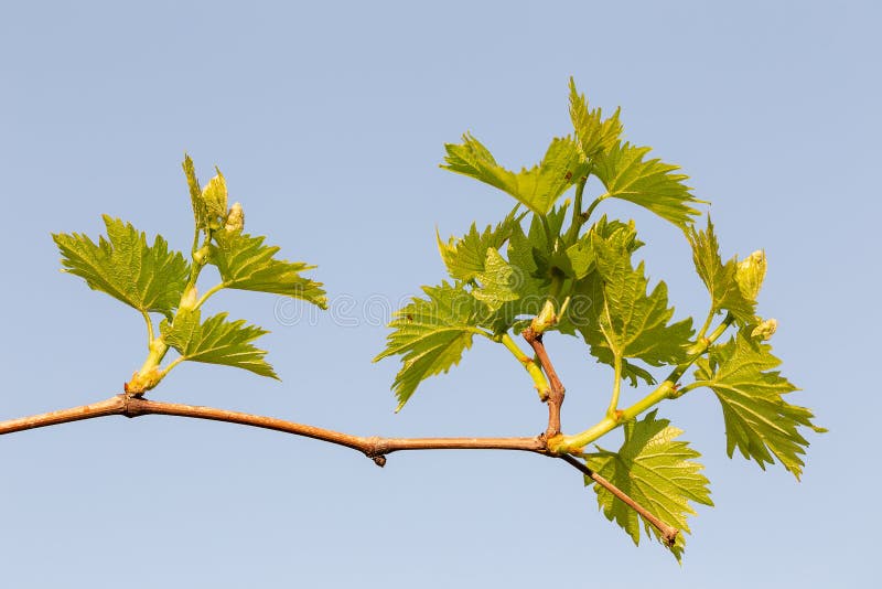 Vine shoots in vineyard stock photo. Image of nature - 182154700
