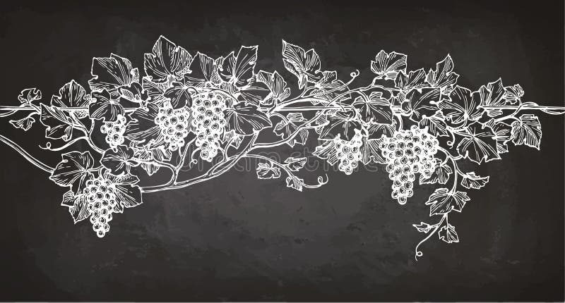 Grapevine ink sketch stock vector. Illustration of etching - 93822153