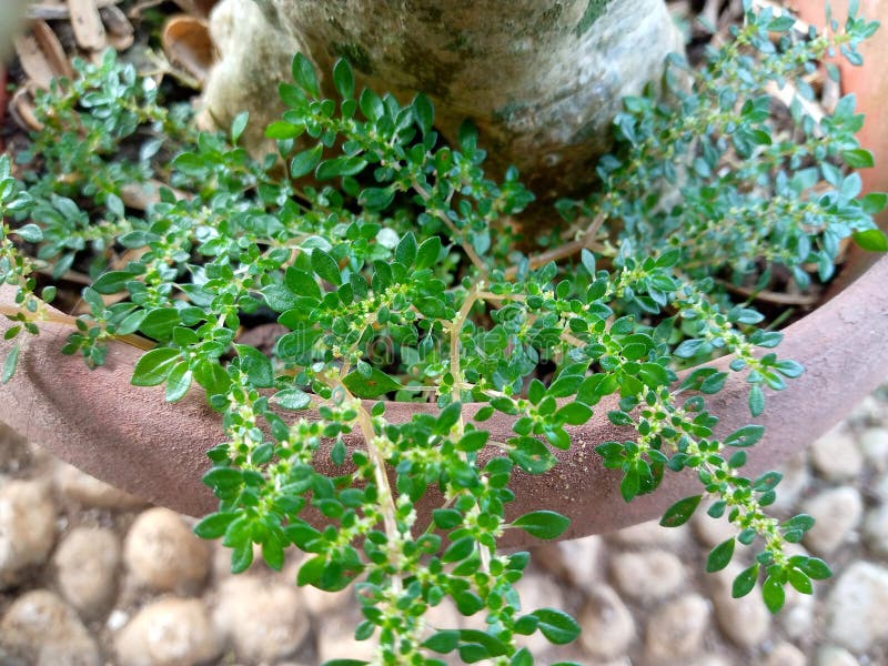A Vine with Small Leaves Growing in a Pot. Stock Image - Image of ...