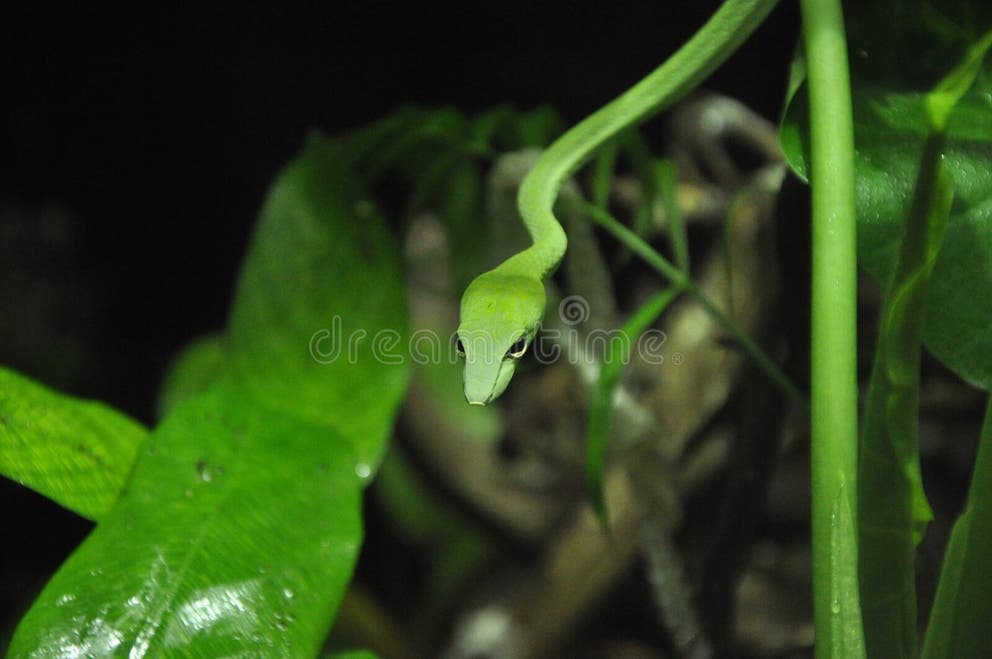 Vine Snake stock photo. Image of captivity, slide, snakes - 10960742