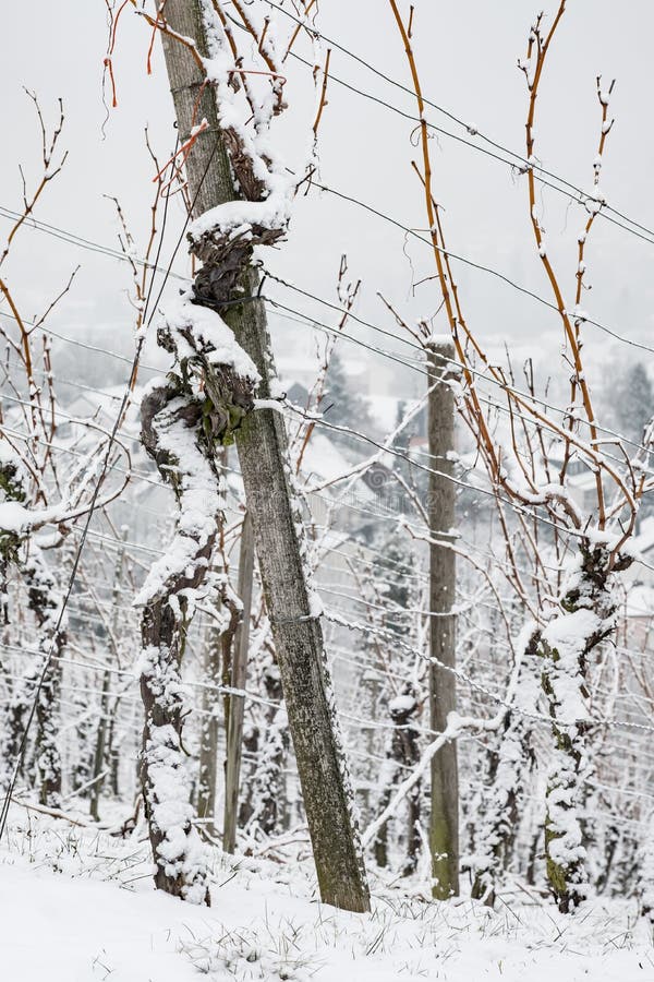 Vine in Snow in Winter in a Vineyard Stock Image - Image of wood ...