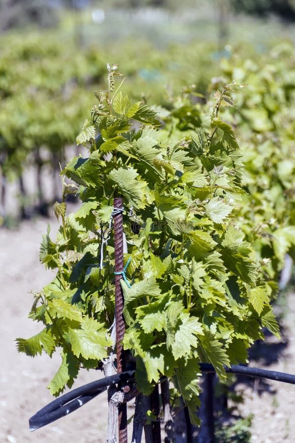 Vine in the spring stock image. Image of rows, agriculture - 90723007