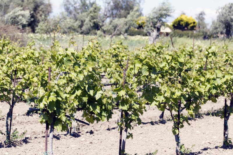 Vine in the spring stock image. Image of farm, produce - 90723563