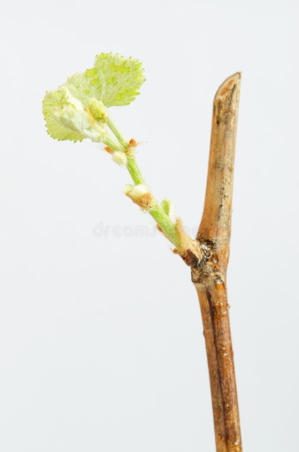 Sprout vine stock photo. Image of damage, close, dirty - 9875162