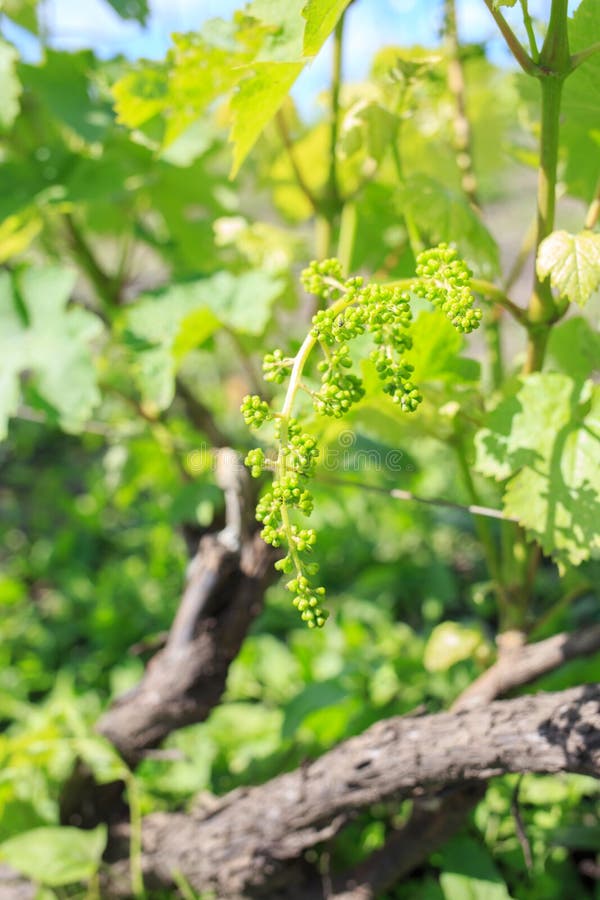 Vine Sprout with Young Bunch of Grapes Stock Photo - Image of floral ...