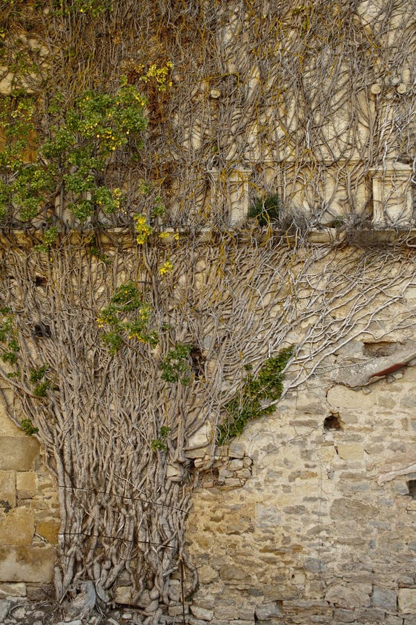 Vine on Stone Wall Texture. Stock Image - Image of bush, park: 111842985