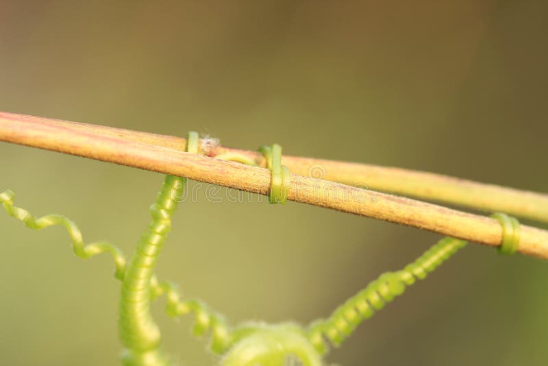 Vine Tendril stock image. Image of outdoors, artistic - 11190293