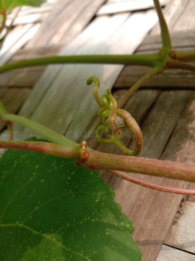 Old Dry Vine Tendrils on Wire. Stock Image - Image of plant, detail ...