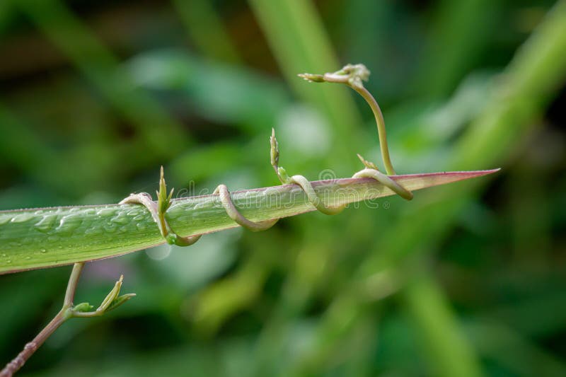 119 Twisted Tendrils Stock Photos - Free & Royalty-Free Stock Photos ...