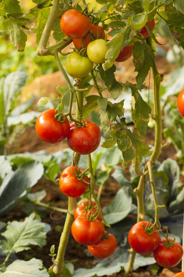 Vine tomato stock image. Image of green, fresh, background - 55454199