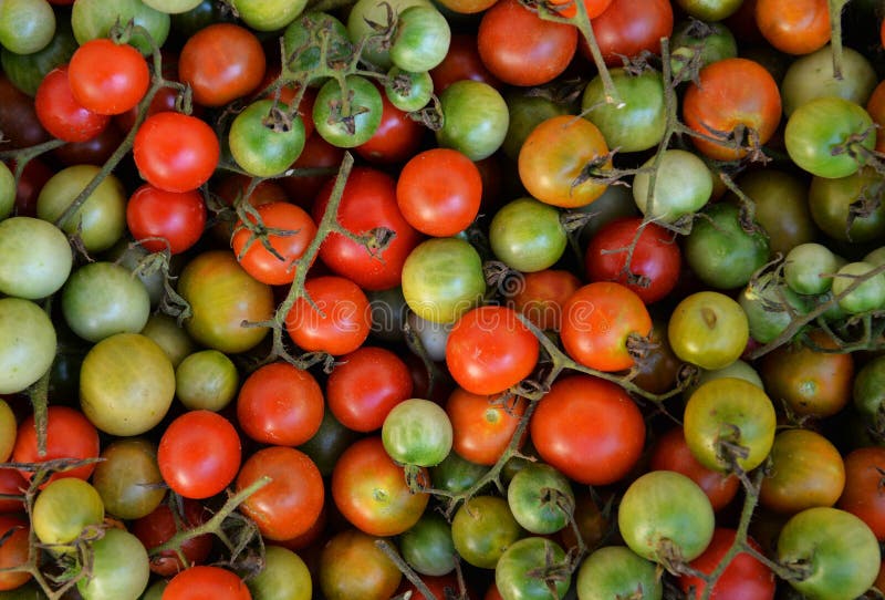 Vine tomato tomatoes red stock image. Image of ripe, vegetable - 21889893