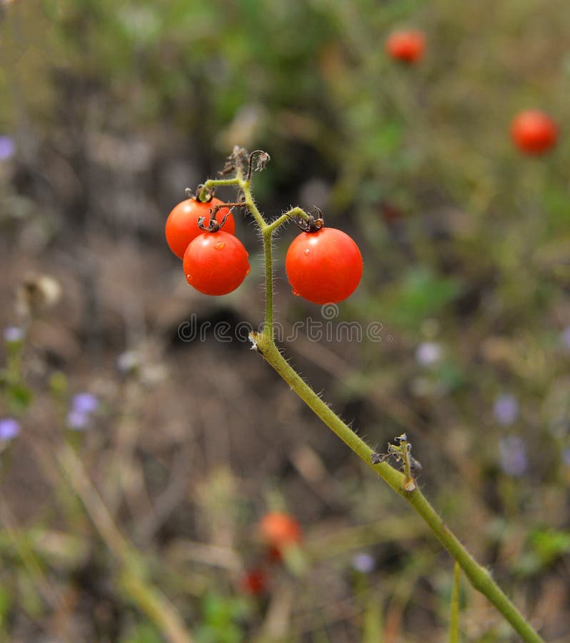Vine Tomato tree stock image. Image of gardening, life - 67137417