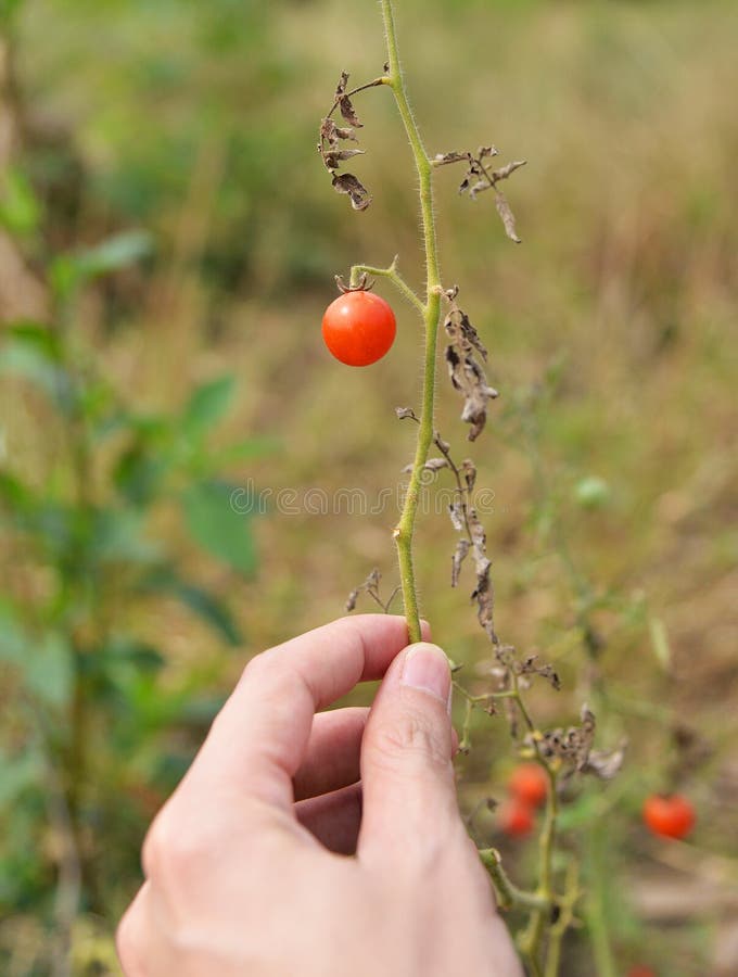 Vine Tomato tree stock image. Image of gardening, life - 67137417