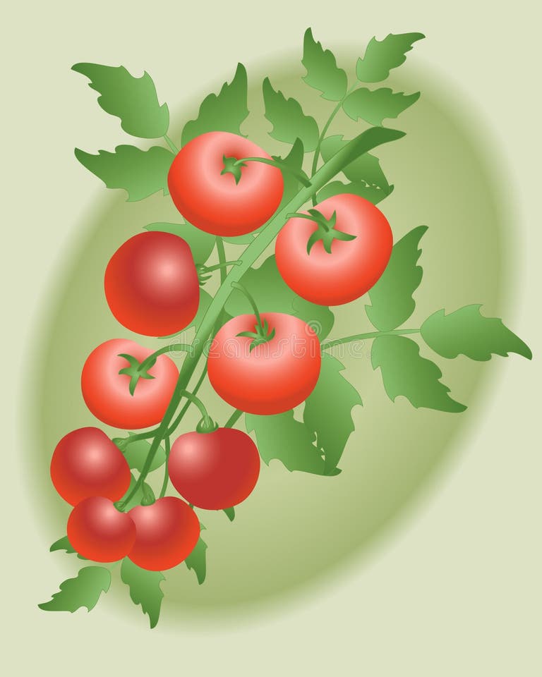 Tomatoes Colors Stock Illustrations – 648 Tomatoes Colors Stock ...