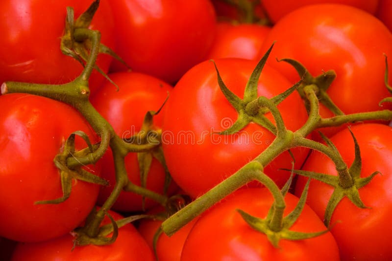 Vine Tomatoes stock image. Image of food, plum, ingredients - 6479971