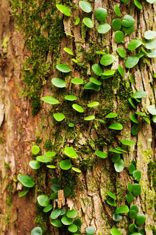 Climbing Plant, Vine on Tree Trunk, Beauty in Nature Stock Image ...