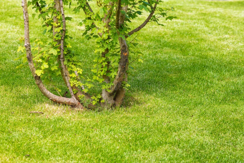 Vine tree at the lawn stock image. Image of landscape - 91093767