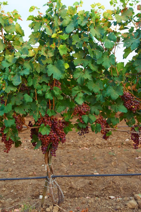 Vine Tree with Ripe Yellow Grape Bunch in Vineyard. Grape Bush in Soil ...
