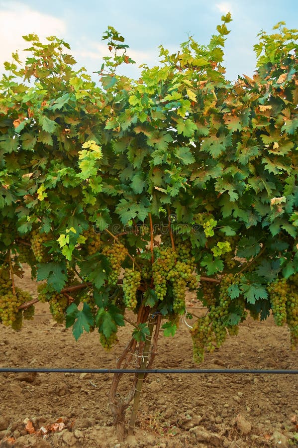 Vine Tree with Ripe White Grape Bunch in Vineyard. Grape Bush in Soil ...
