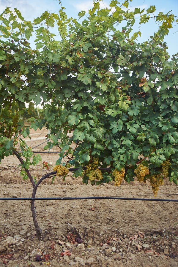 Vine Tree with Ripe Yellow Grape Bunch in Vineyard. Grape Bush in Soil ...