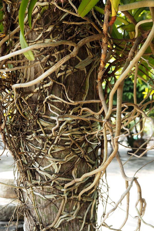 604 Vine Rope Photos - Free & Royalty-Free Stock Photos from Dreamstime