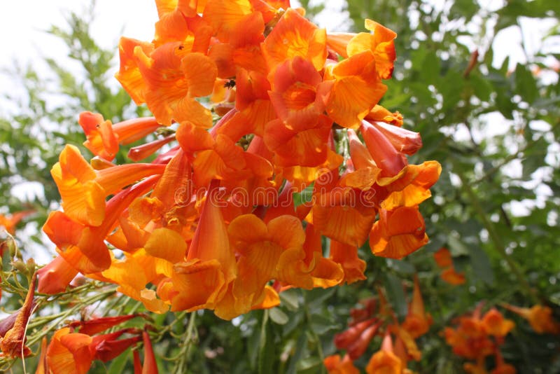 Vine trumpet orange 5455 stock image. Image of color - 170086355
