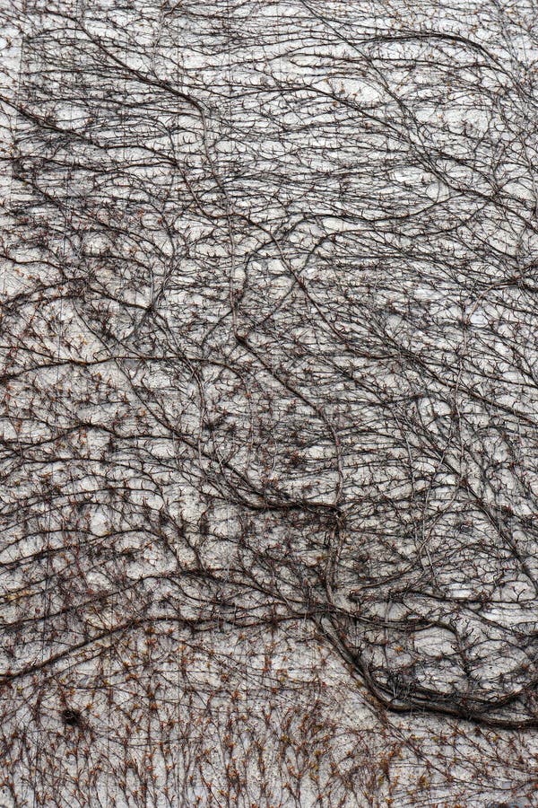 Vine twigs on wall. stock image. Image of cover, climbing - 71472159