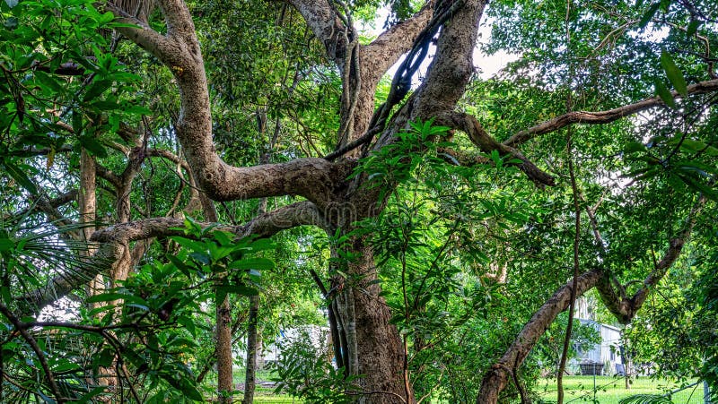 Vine Twisted Around Tree stock image. Image of growing - 171276619