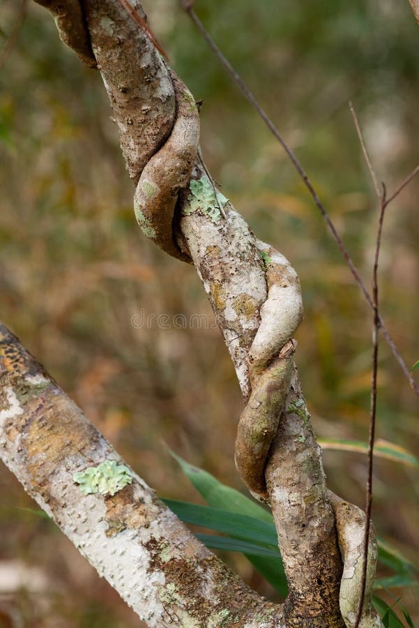 A Vine Twisting Around a Small Tree. Stock Image - Image of wood, leaf ...