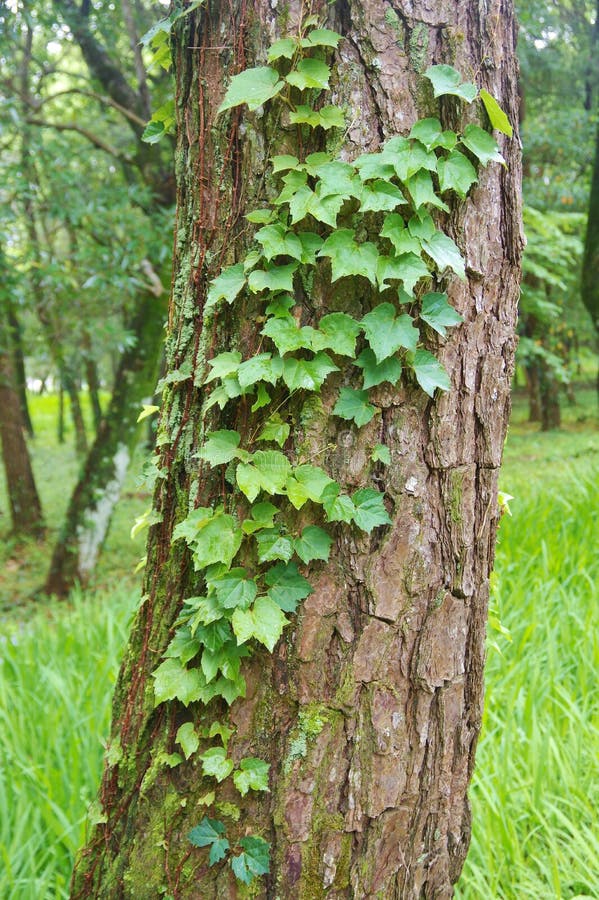 Vine stock image. Image of plant, trunk, green, leaves - 95054575