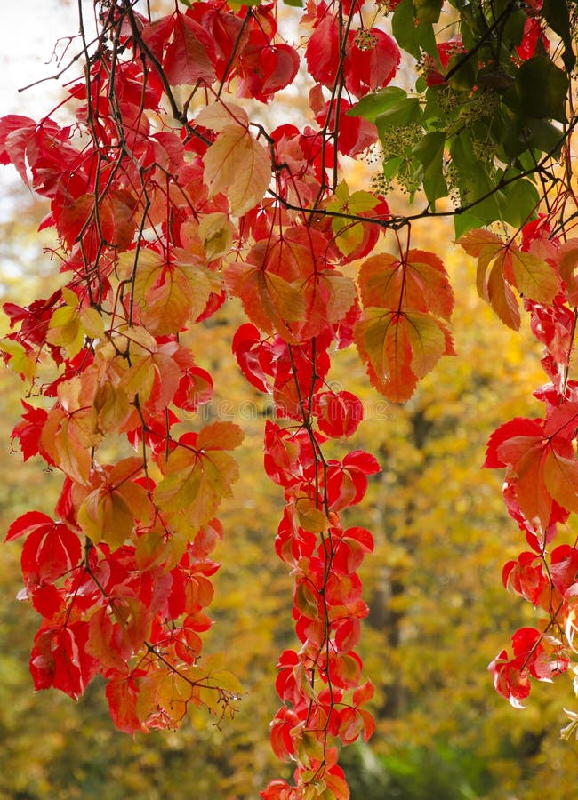 Vine of Virginia stock photo. Image of cheerful, parthenocissus - 27586762